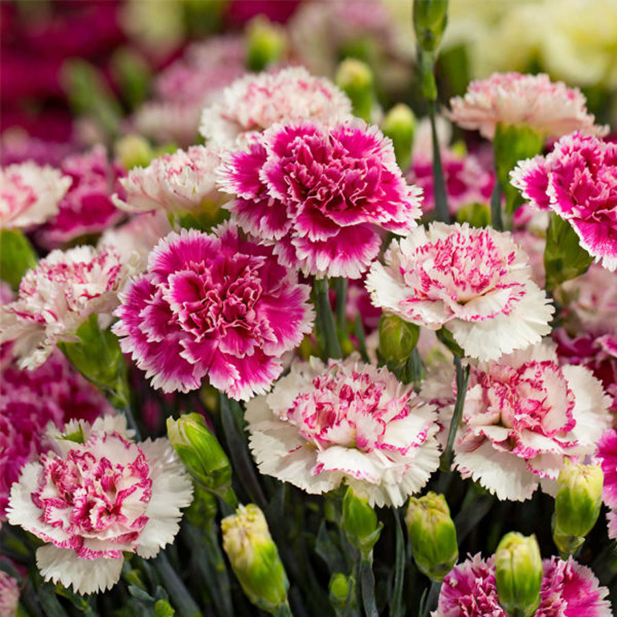 Carnations Unveiled: 10 Surprising Facts About the World's Most ...