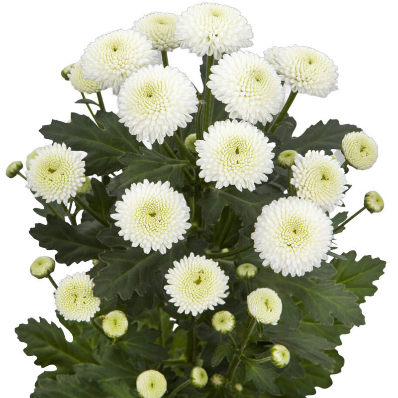 Chrysant. Spray Newton | Wholesale Flowers | Spray Chrysanthemums ...