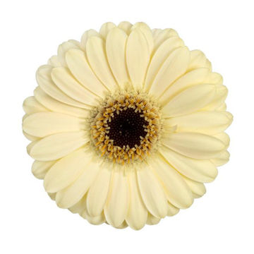 Germini | Flower Suppliers | Wholesale Flowers & Foliage