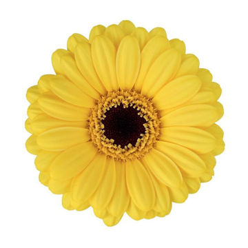 Germini | Flower Suppliers | Wholesale Flowers & Foliage