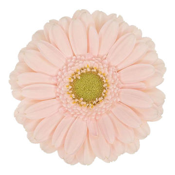 Germini Allround | Wholesale Flowers | Germini | Flower Suppliers