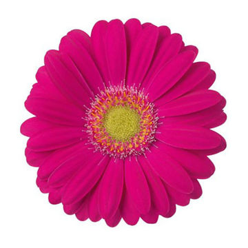 Buy wholesale cut Gerbera & Germini online | Flower Suppliers ...