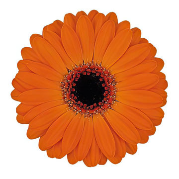 Germini | Flower Suppliers | Wholesale Flowers & Foliage