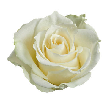 Buy wholesale cut Roses online | Flower Suppliers | Wholesale Flowers ...