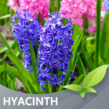 Buy wholesale cut Tulips, Hyacinth & Iris online | Flower Suppliers ...