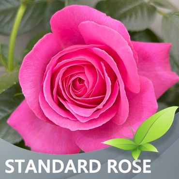 Buy wholesale cut Roses online | Flower Suppliers | Wholesale Flowers ...