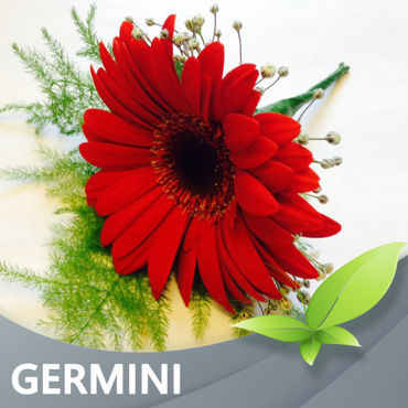 Buy wholesale cut Gerbera & Germini online | Flower Suppliers ...