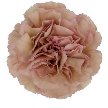 Buy wholesale cut Carnations online | Flower Suppliers | Wholesale ...