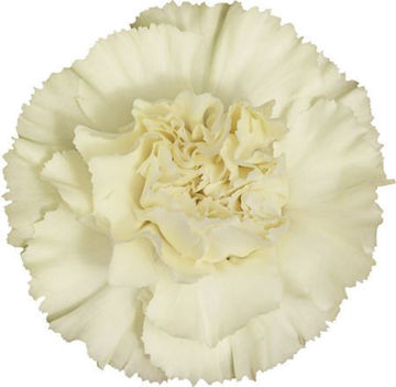 Flower Suppliers Wholesale Flowers Direct | Fresh Flowers & Foliage ...