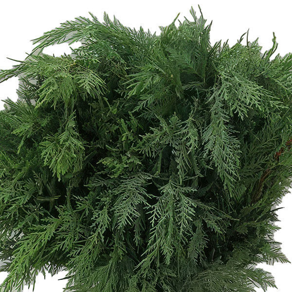 Conifer | Green | Fresh Foliages | Wholesale Foliages on Flower Suppliers