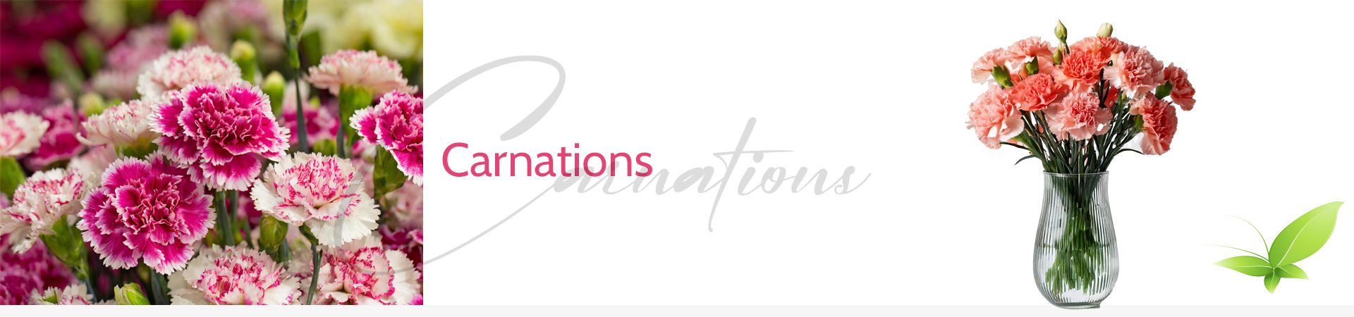 Buy wholesale cut Carnations online | Flower Suppliers | Wholesale ...
