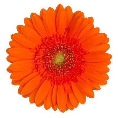 Flower Suppliers Wholesale Flowers Direct | Fresh Flowers & Foliage ...