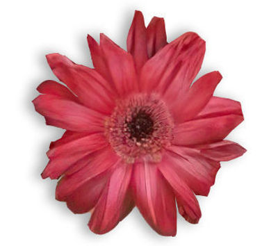 Flower Suppliers Wholesale Flowers Direct | Fresh Flowers & Foliage ...
