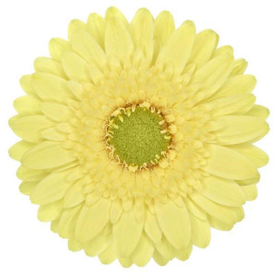 Flower Suppliers Wholesale Flowers Direct | Fresh Flowers & Foliage ...