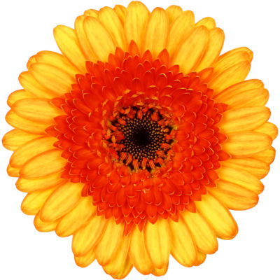 Flower Suppliers Wholesale Flowers Direct | Fresh Flowers & Foliage ...