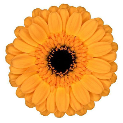 Flower Suppliers Wholesale Flowers Direct | Fresh Flowers & Foliage ...