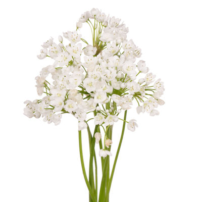 Flower Suppliers Wholesale Flowers Direct | Fresh Flowers & Foliage ...