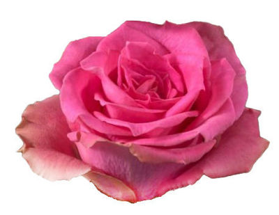 Flower Suppliers Wholesale Flowers Direct | Fresh Flowers & Foliage ...