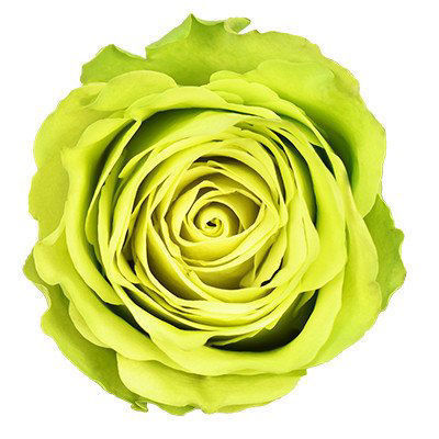 Flower Suppliers Wholesale Flowers Direct | Fresh Flowers & Foliage ...