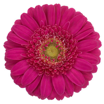 Flower Suppliers Wholesale Flowers Direct | Fresh Flowers & Foliage ...