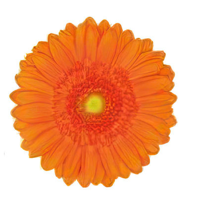 Flower Suppliers Wholesale Flowers Direct | Fresh Flowers & Foliage ...