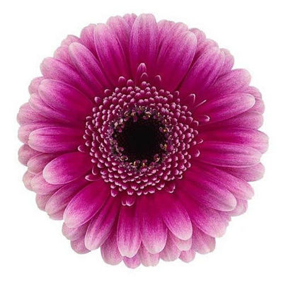 Flower Suppliers Wholesale Flowers Direct | Fresh Flowers & Foliage ...