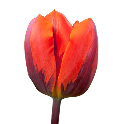 Flower Suppliers Wholesale Flowers Direct | Fresh Flowers & Foliage ...