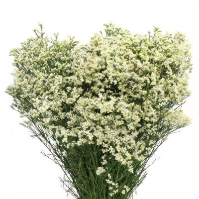 Flower Suppliers Wholesale Flowers Direct | Fresh Flowers & Foliage ...
