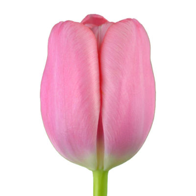 Flower Suppliers Wholesale Flowers Direct | Fresh Flowers & Foliage ...