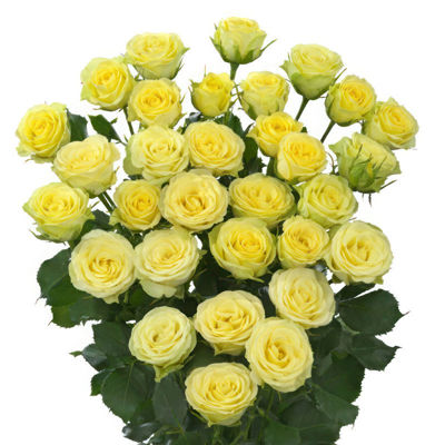 Flower Suppliers Wholesale Flowers Direct | Fresh Flowers & Foliage ...