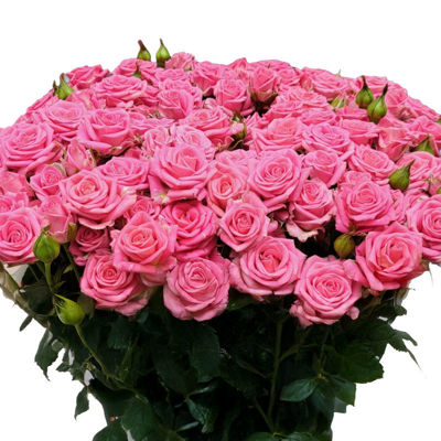 Flower Suppliers Wholesale Flowers Direct | Fresh Flowers & Foliage ...