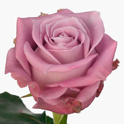 Flower Suppliers Wholesale Flowers Direct | Fresh Flowers & Foliage ...