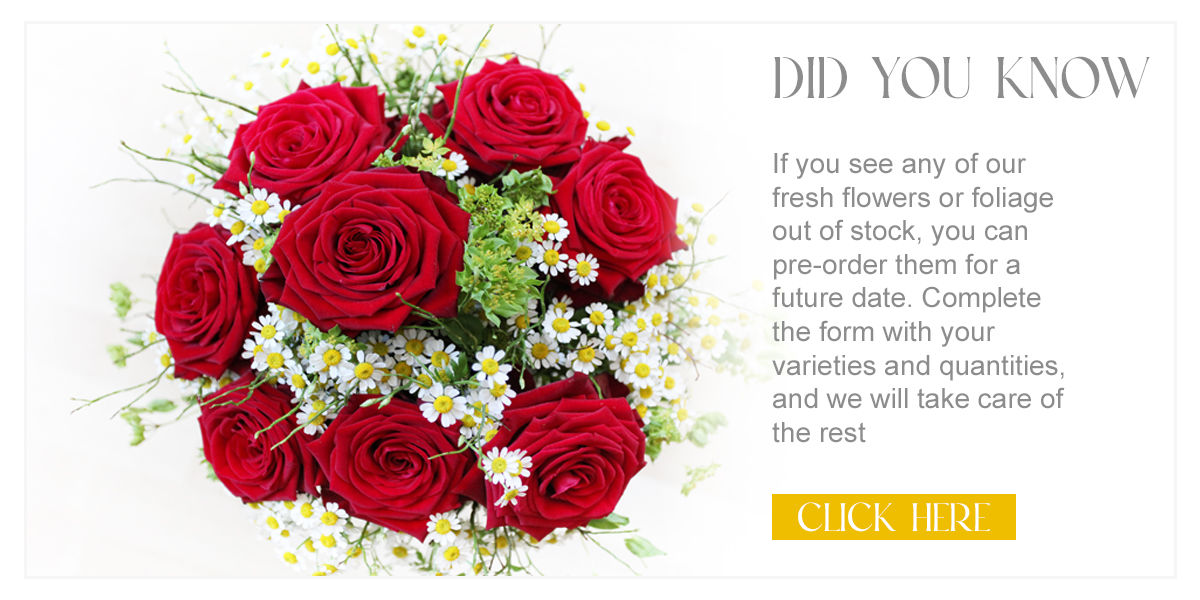 Germini | Flower Suppliers | Wholesale Flowers & Foliage