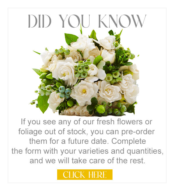 Germini | Flower Suppliers | Wholesale Flowers & Foliage