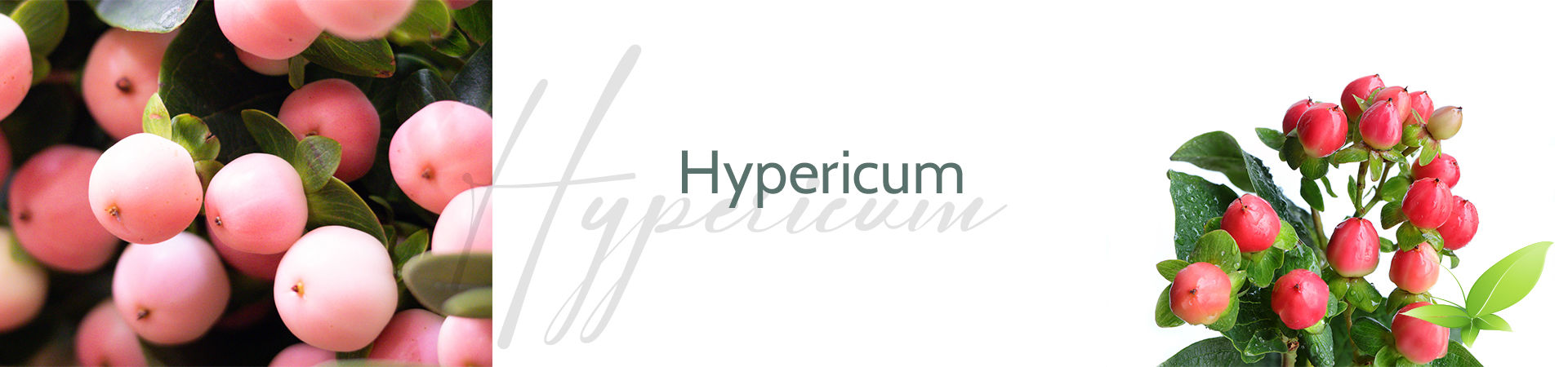 Buy Hypericum Wholesale Cut Flowers online | Flower Suppliers ...