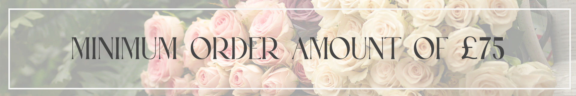 Buy wholesale cut Gerbera & Germini online | Flower Suppliers ...