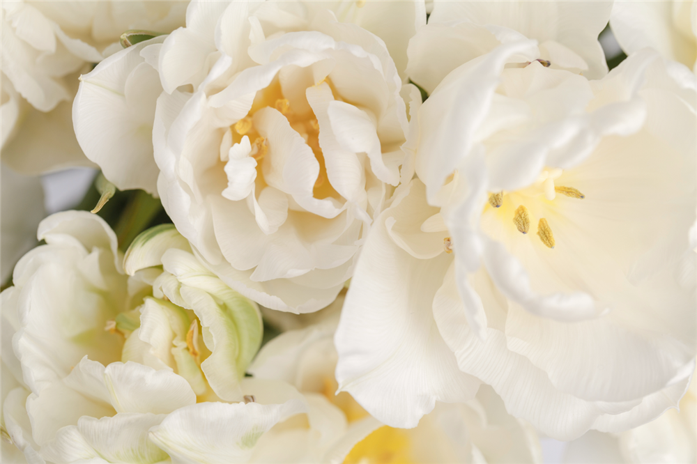 Blooming Traditions: Celebrating Passover with Meaningful Flowers ...