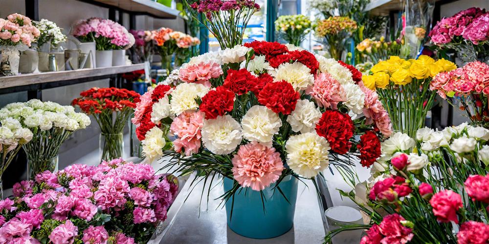 Carnations Unveiled: 10 Surprising Facts About the World's Most ...